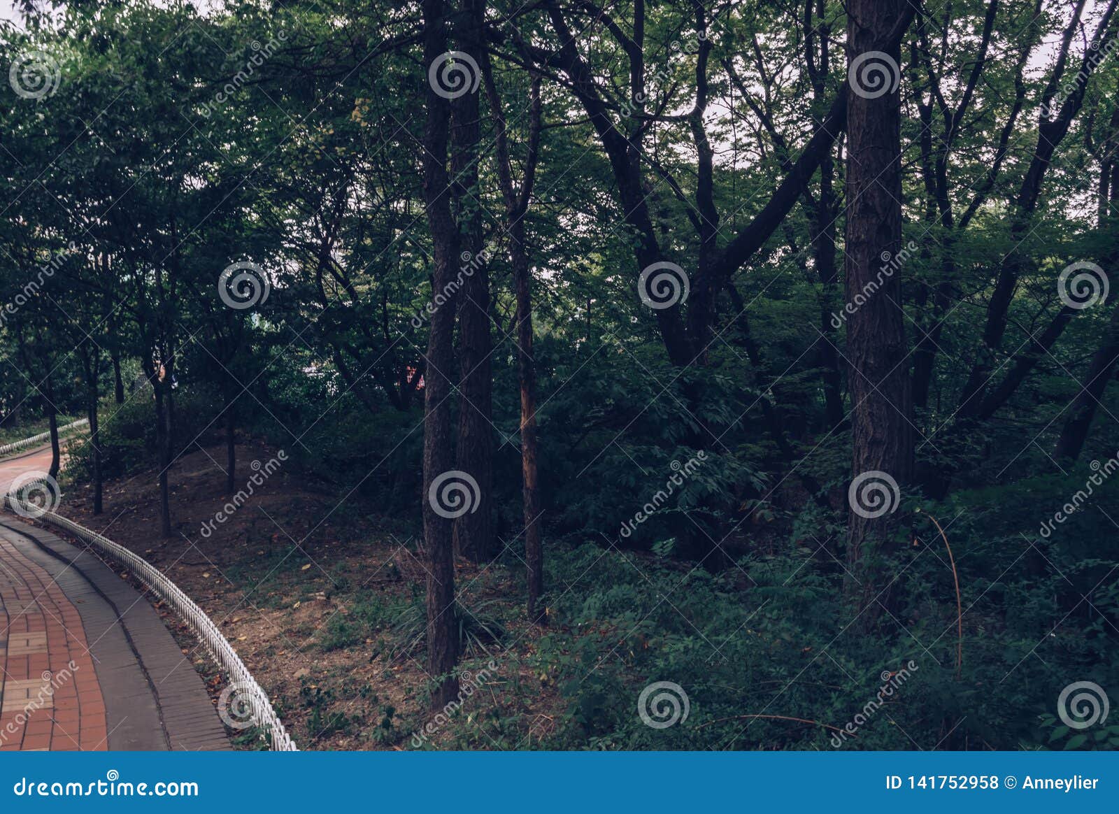 Forest and Pavement in Namsan Park Stock Photo - Image of destination ...