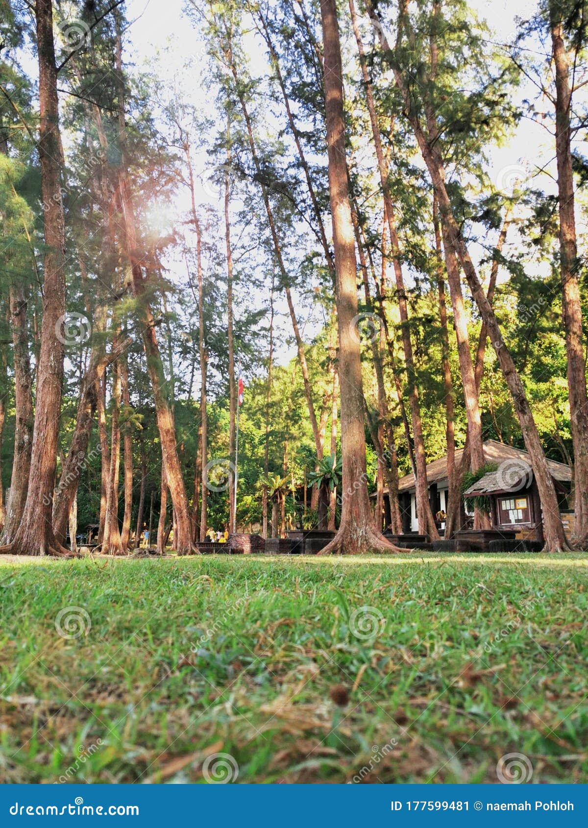 Forest in Narathiwat Park in Thailand Editorial Photo - Image of ...