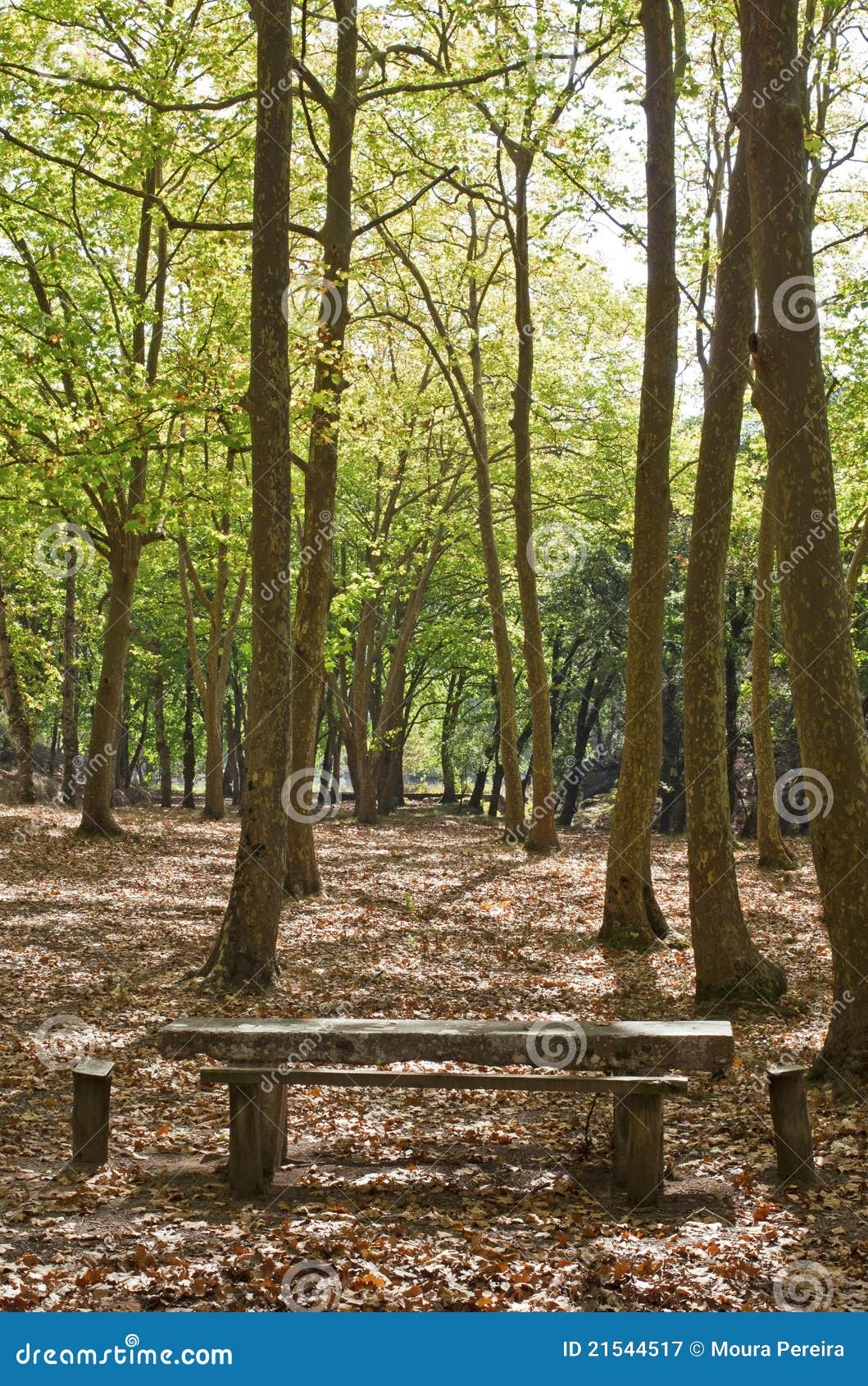 Forest National Park of Mafra Stock Image - Image of background, brown ...
