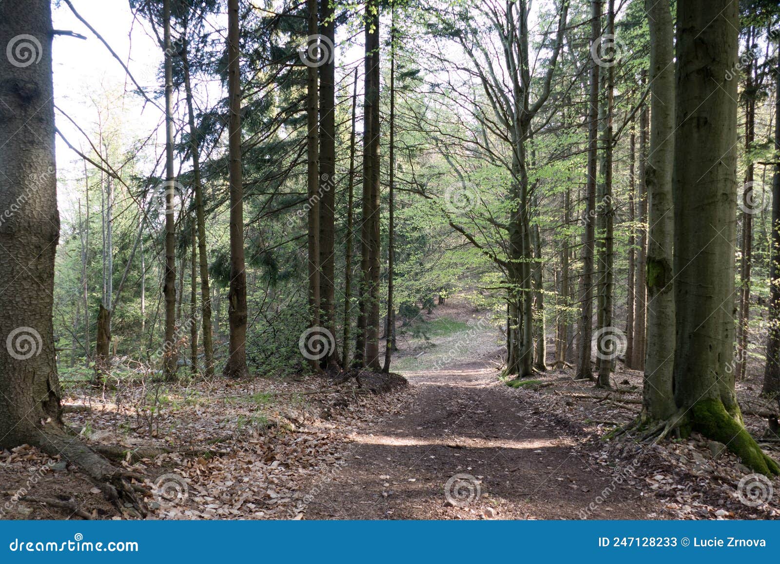 Forest Natural Landscape of Northern Bohemia Stock Image - Image of ...
