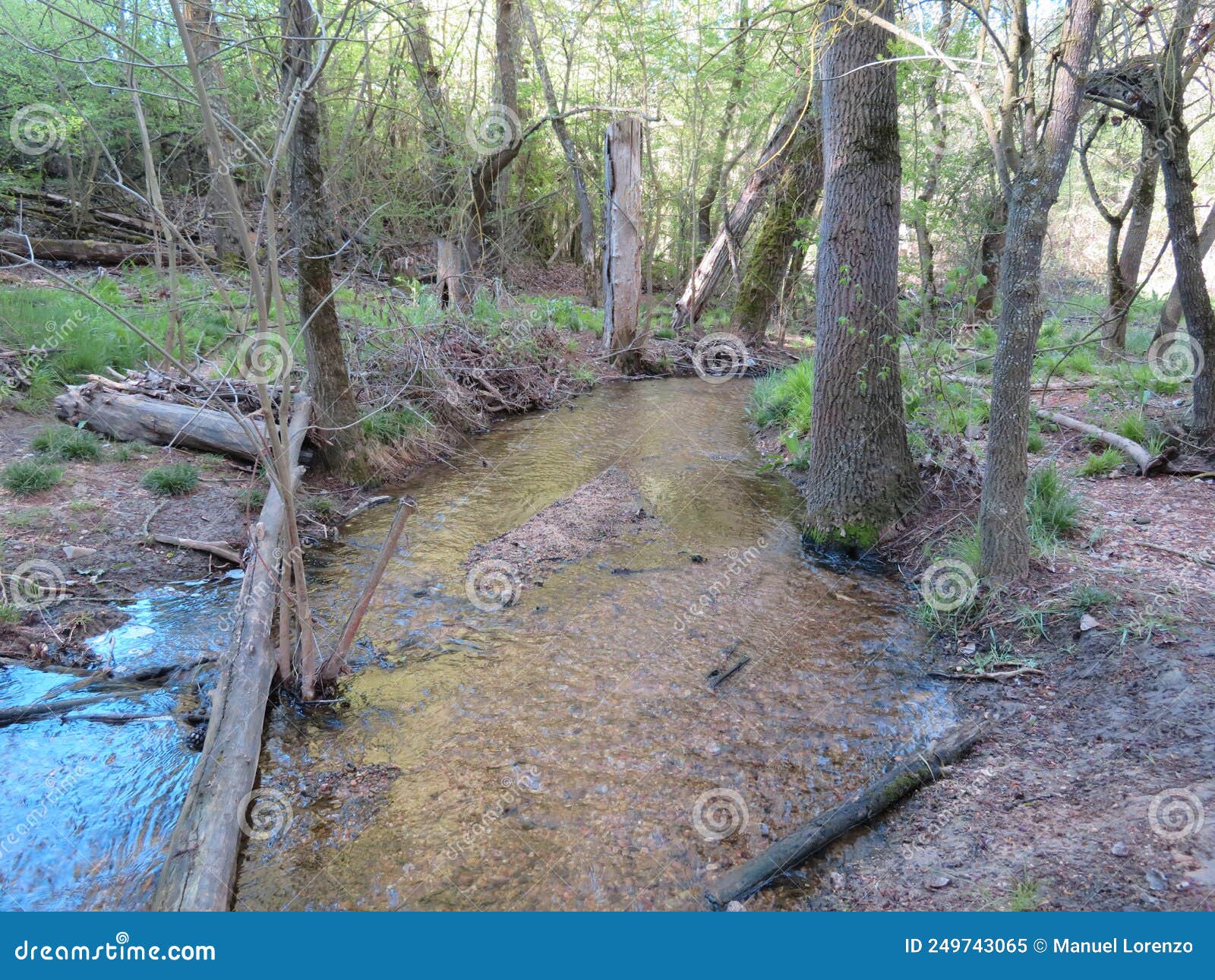 Forest Nature Landscape Trees Boils Waterfall Places Stock Image ...