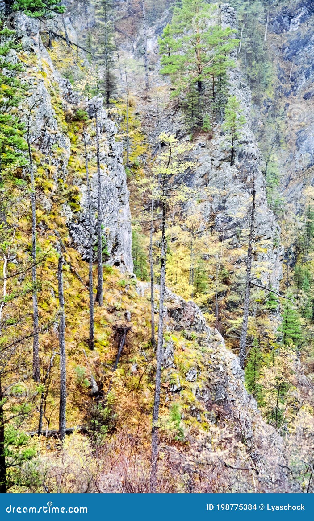 Forest Nature Near the Ground. Vegetation in Mountain Taiga Stock Photo ...