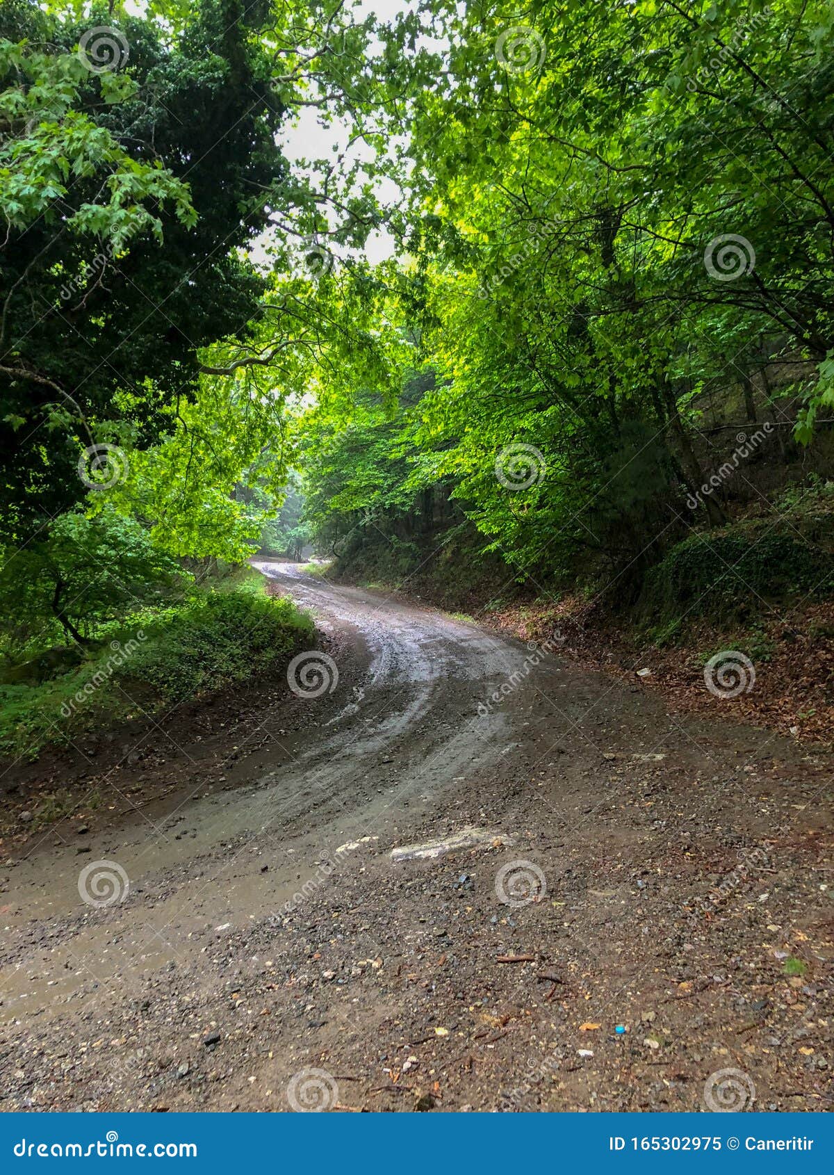 Forest Nature Pathway. Deep Forest in Road Stock Image - Image of ...