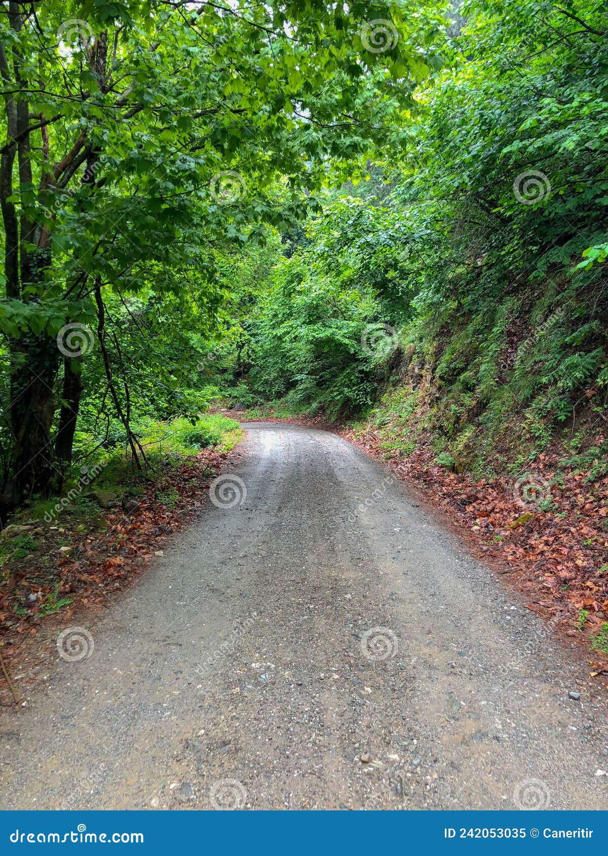 Forest Nature Pathway. Deep Forest in Road Stock Image - Image of ...