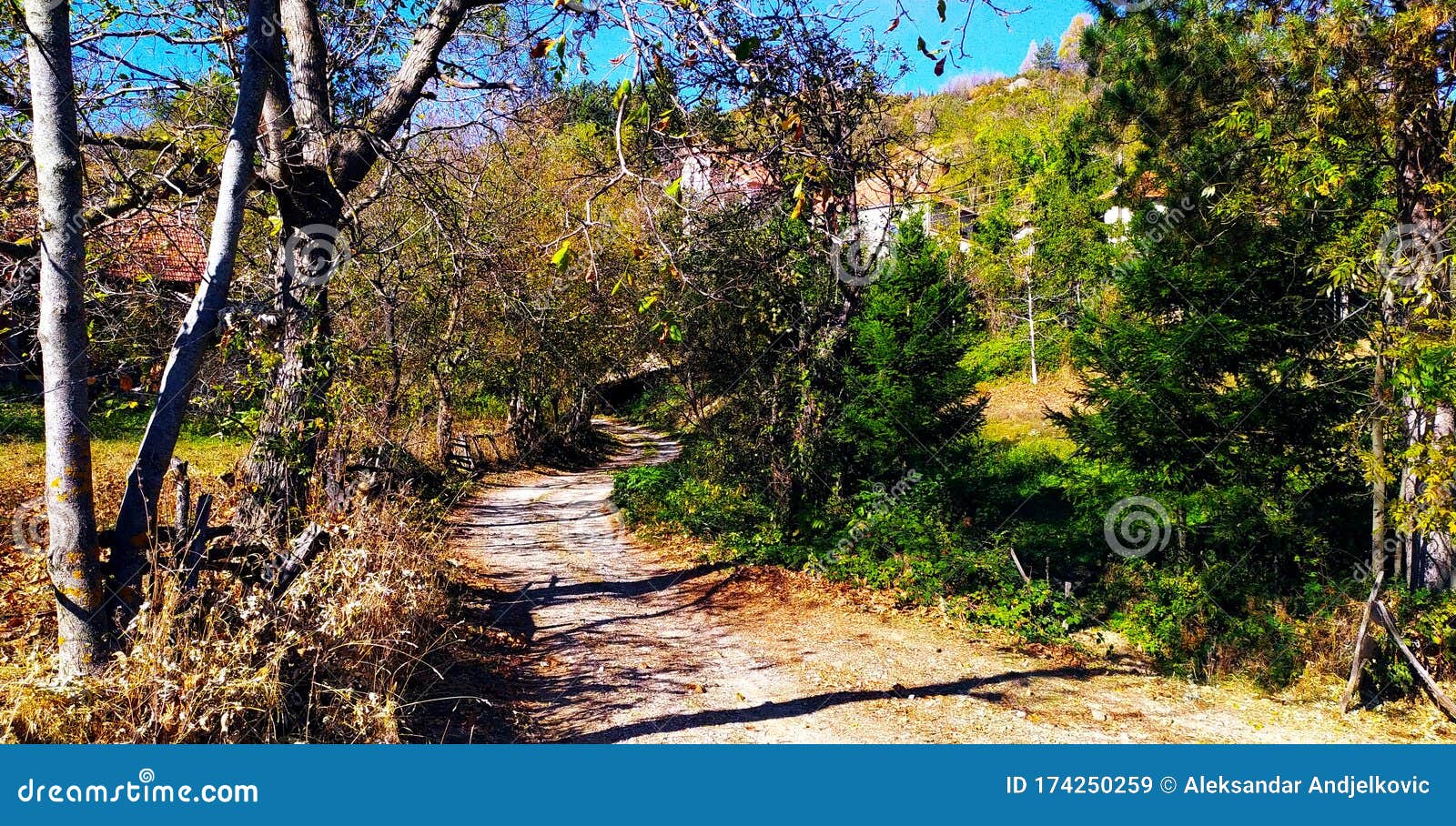 Forest Nature Pine Tree Vilage Selo Priroda Prolece Suma Stock Image ...