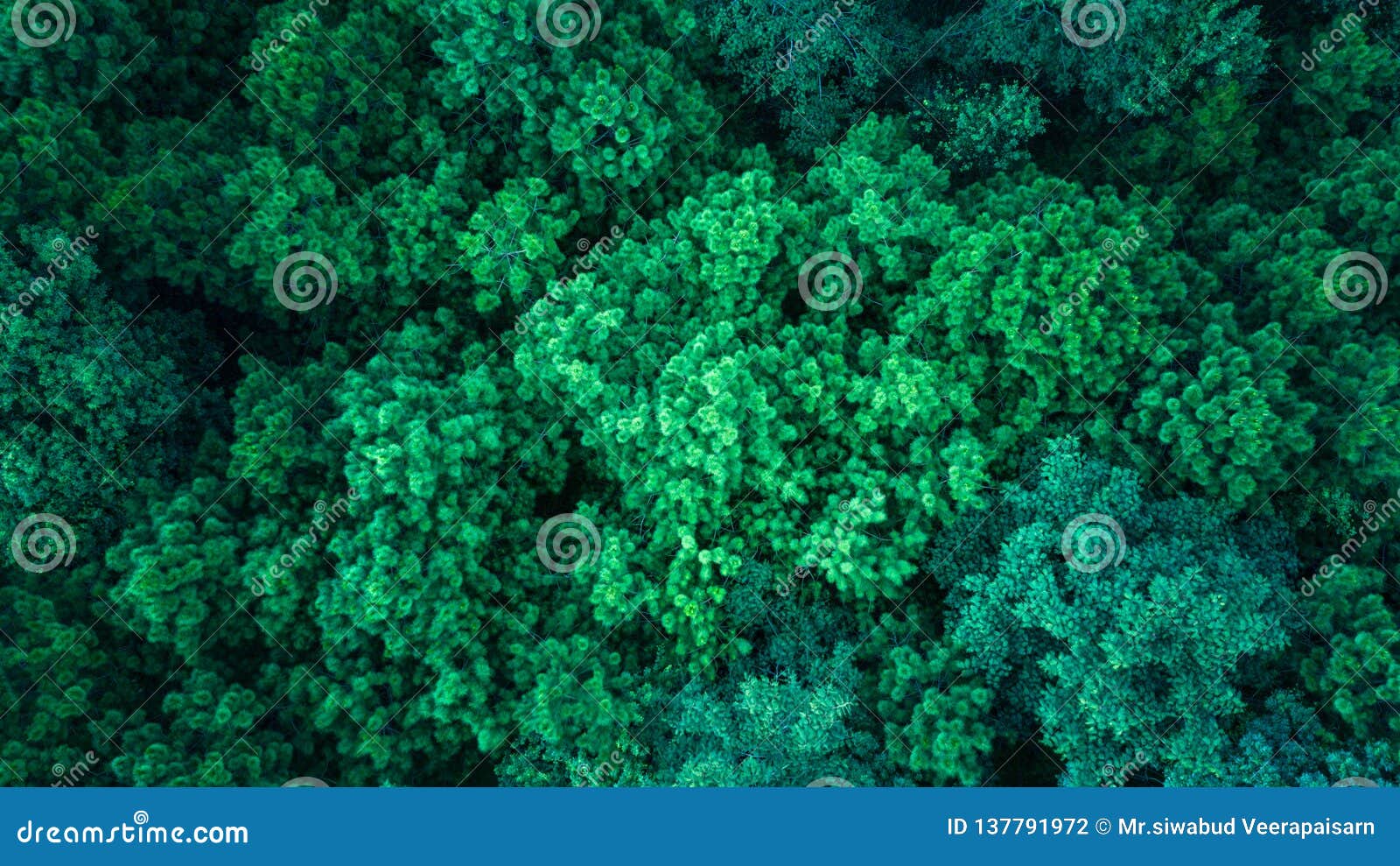 Forest, Nature Texture, Top View of the Green Forest Stock Photo ...