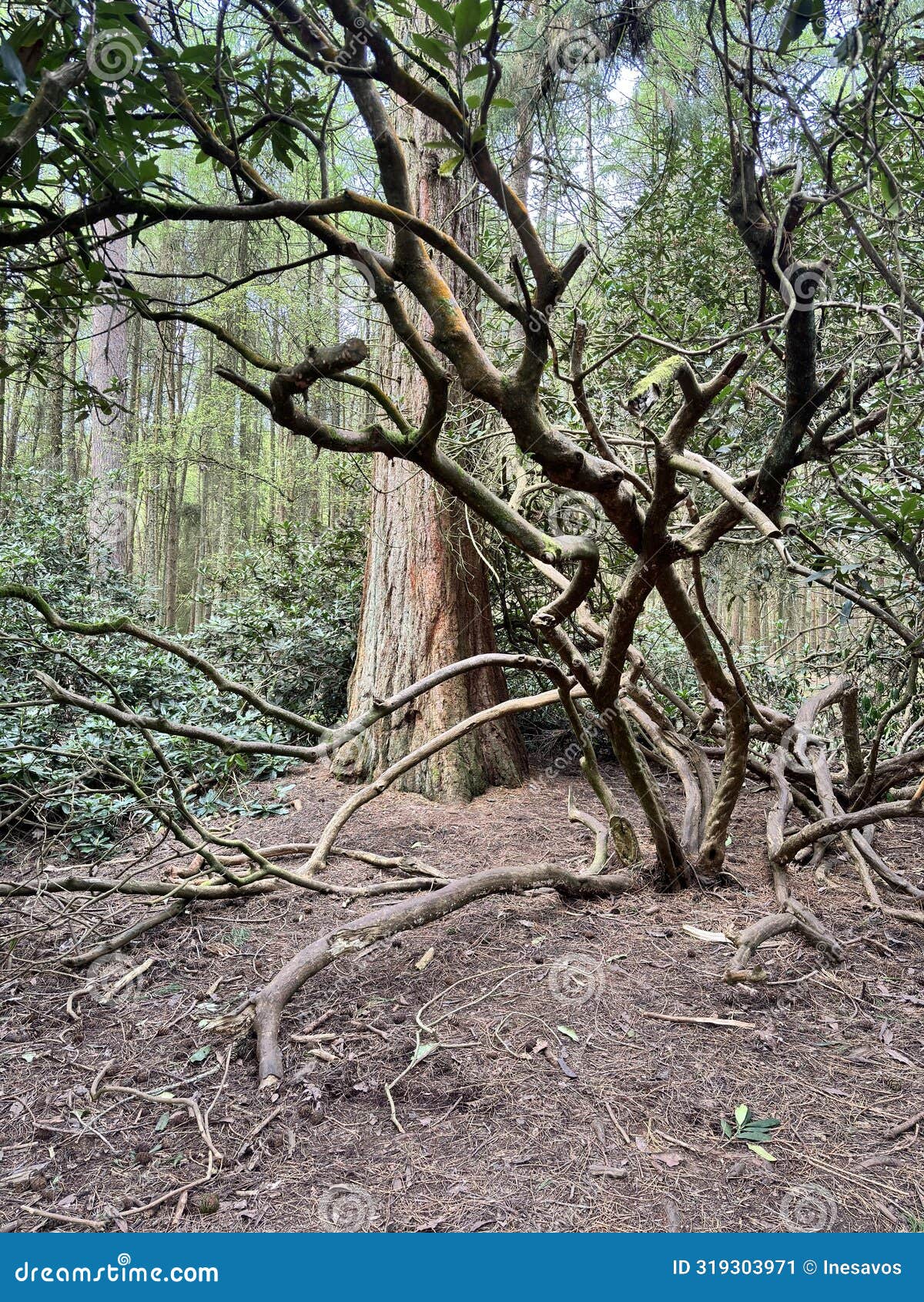 Forest Nature Tree Roots Vegetation Stock Image - Image of vegetation ...