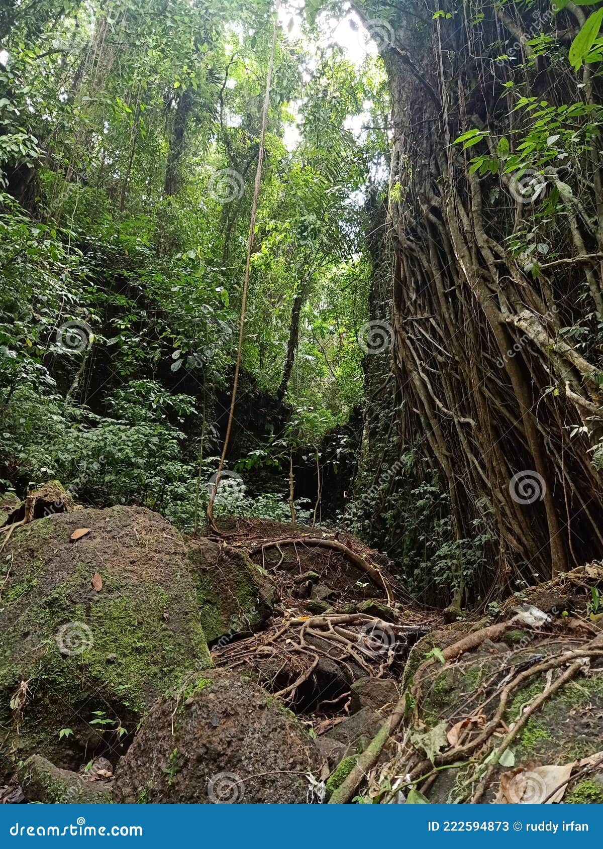 Forest nature view in bali stock image. Image of stream - 222594873