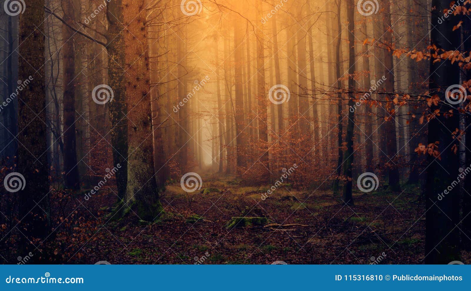 Forest, Nature, Woodland, Ecosystem Picture. Image: 115316810