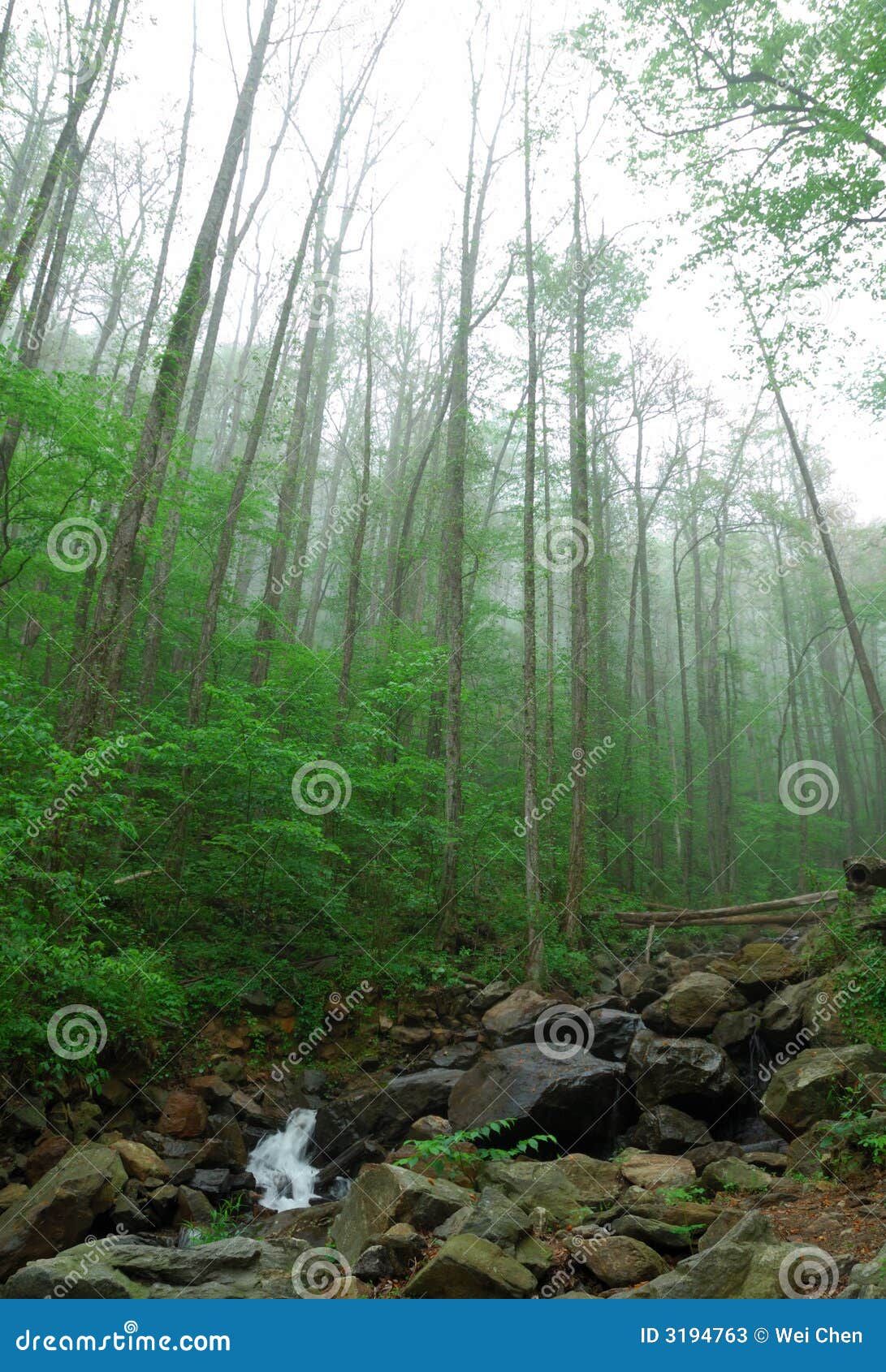 Forest near Atlanta stock image. Image of outdoor, shutter - 3194763
