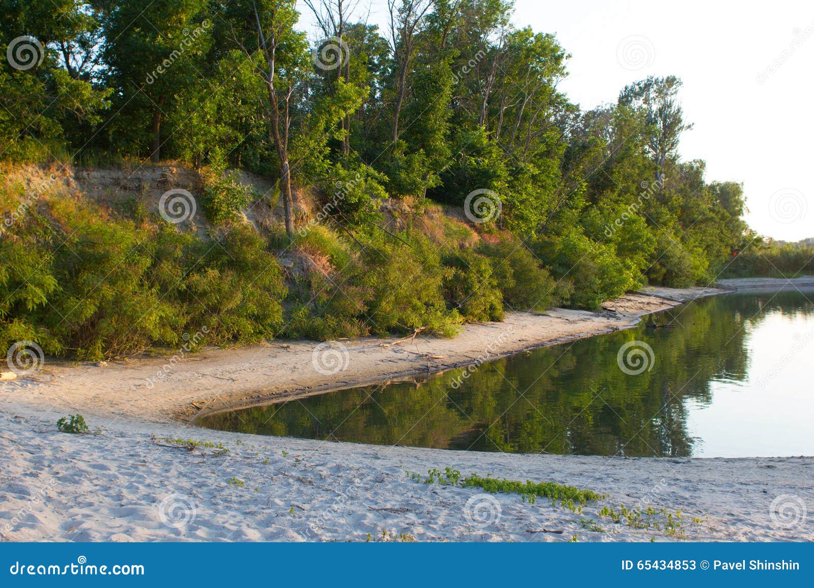 Forest near the beach stock image. Image of nature, landscape - 65434853