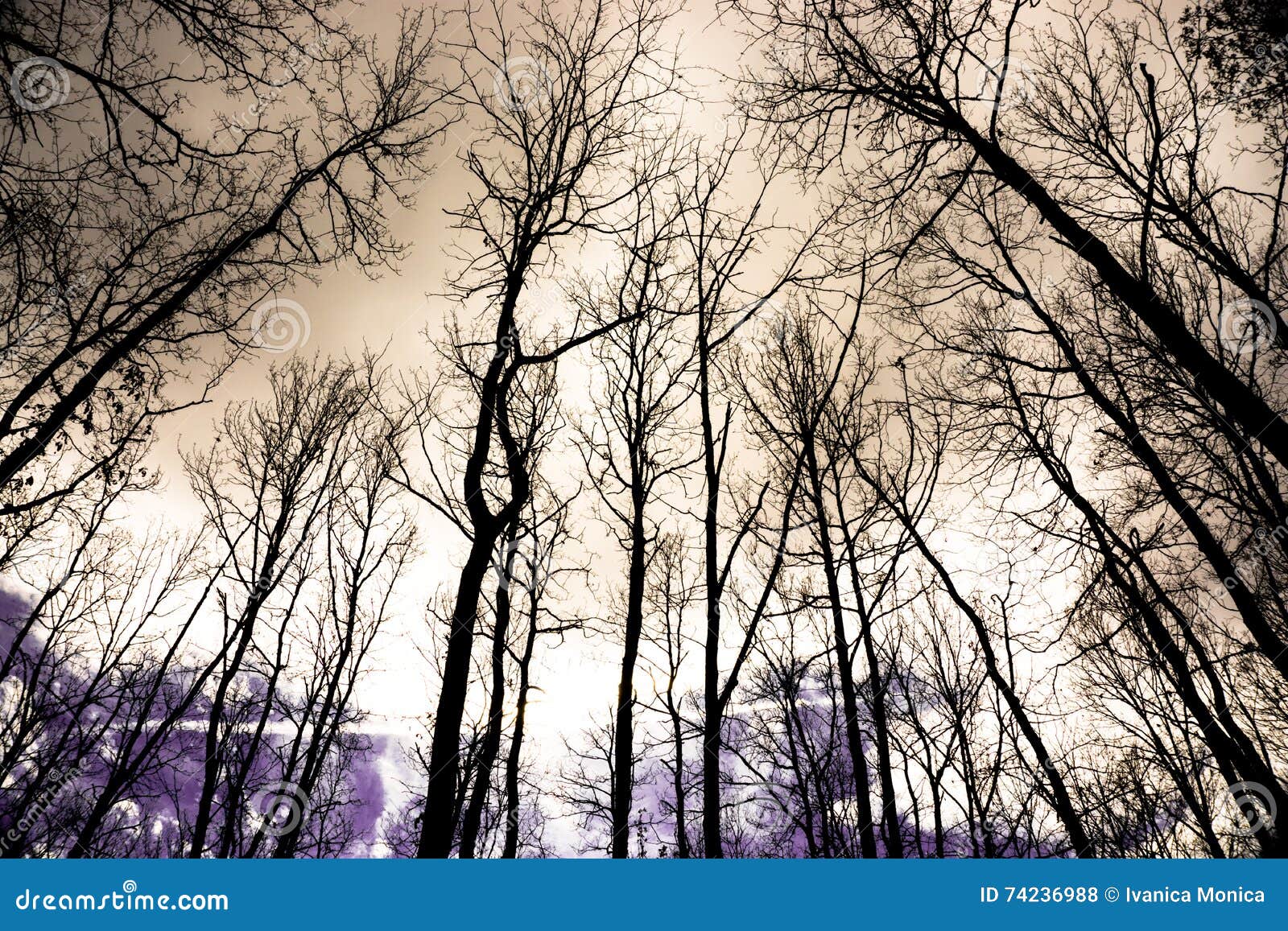 Forest , Near Deva, Romania Stock Photo - Image of field, colourful ...