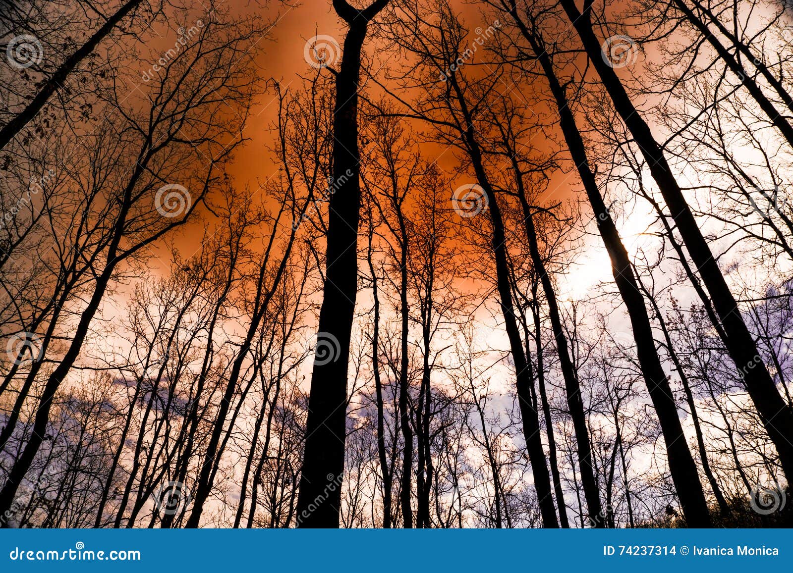 Forest near Deva, Romania stock photo. Image of colourful - 74237314