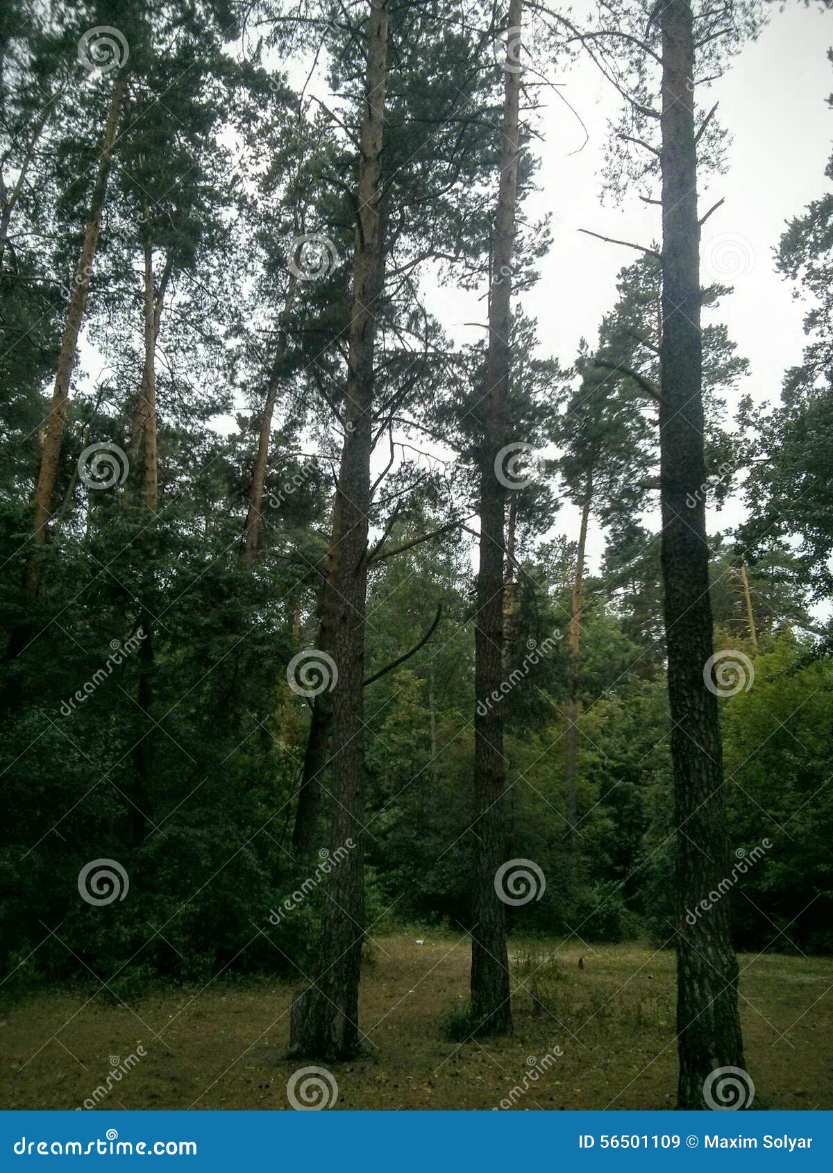 Forest stock image. Image of forest, ukraine, nature - 56501109