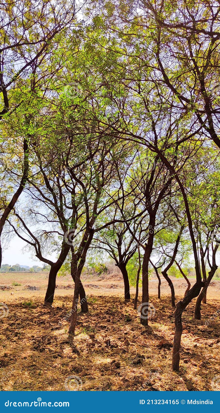Forest of neem stock image. Image of plant, lush, group - 213234165