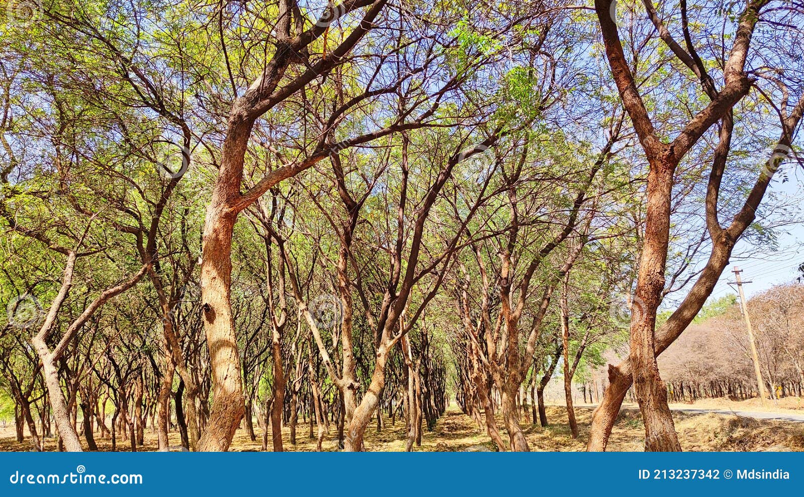 Forest of neem stock photo. Image of vegetarian, jungle - 213237342