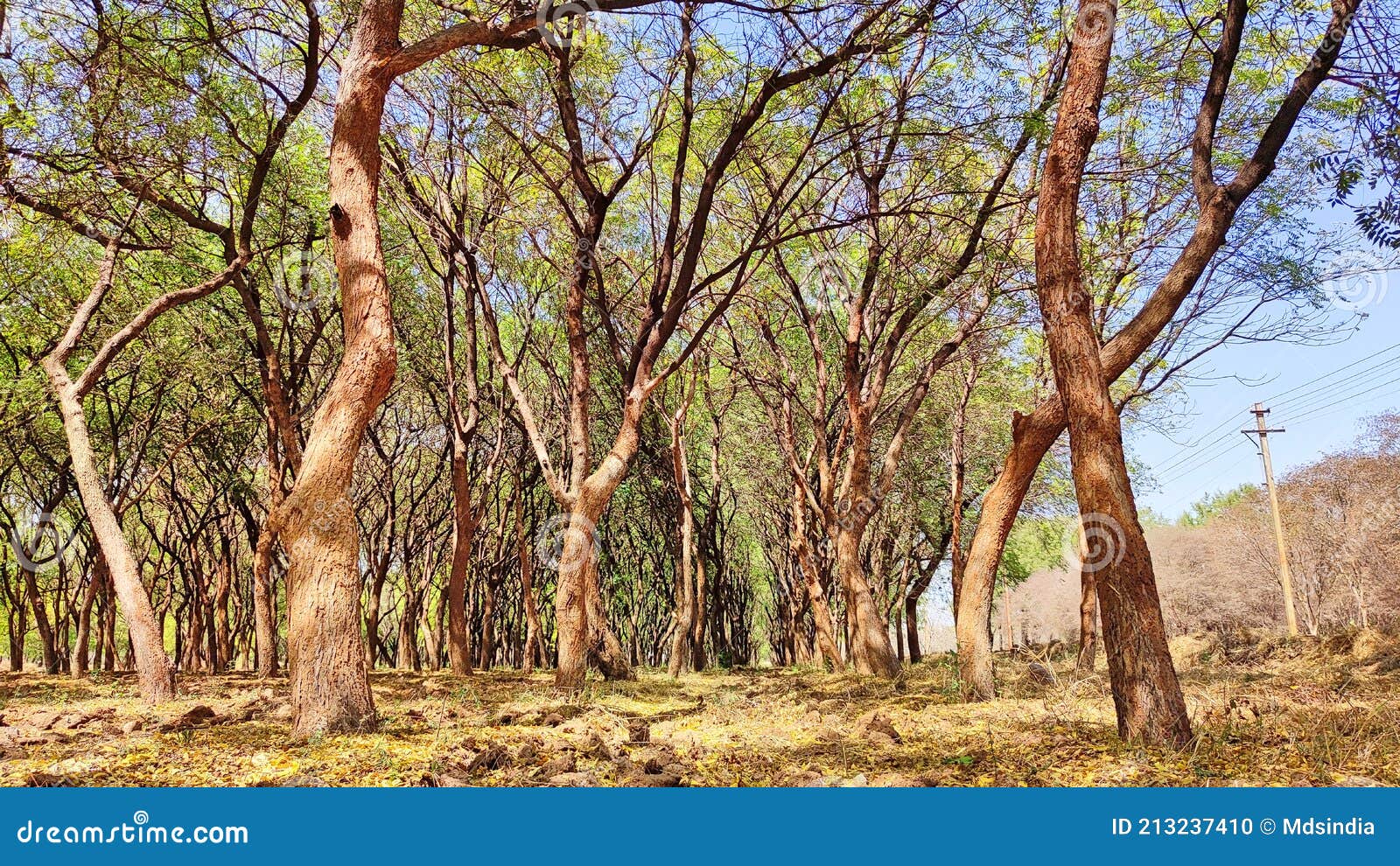 Forest of neem stock photo. Image of vegetarian, group - 213237410