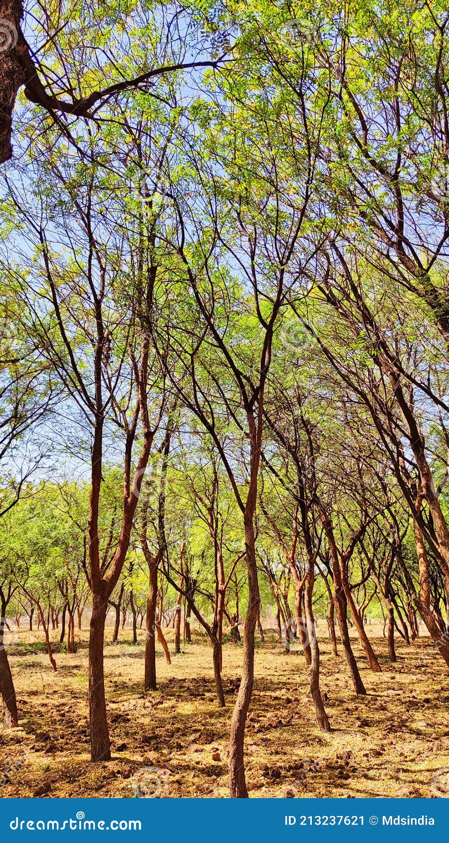 Forest of neem stock image. Image of tree, cluster, hanging - 213237621
