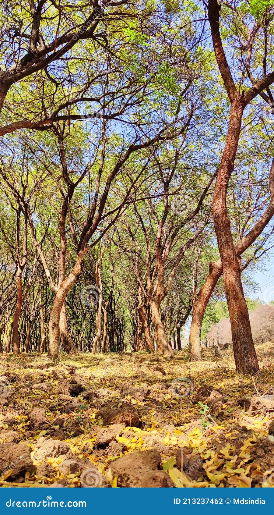 Forest of neem stock photo. Image of fresh, leaves, jungle - 213237462