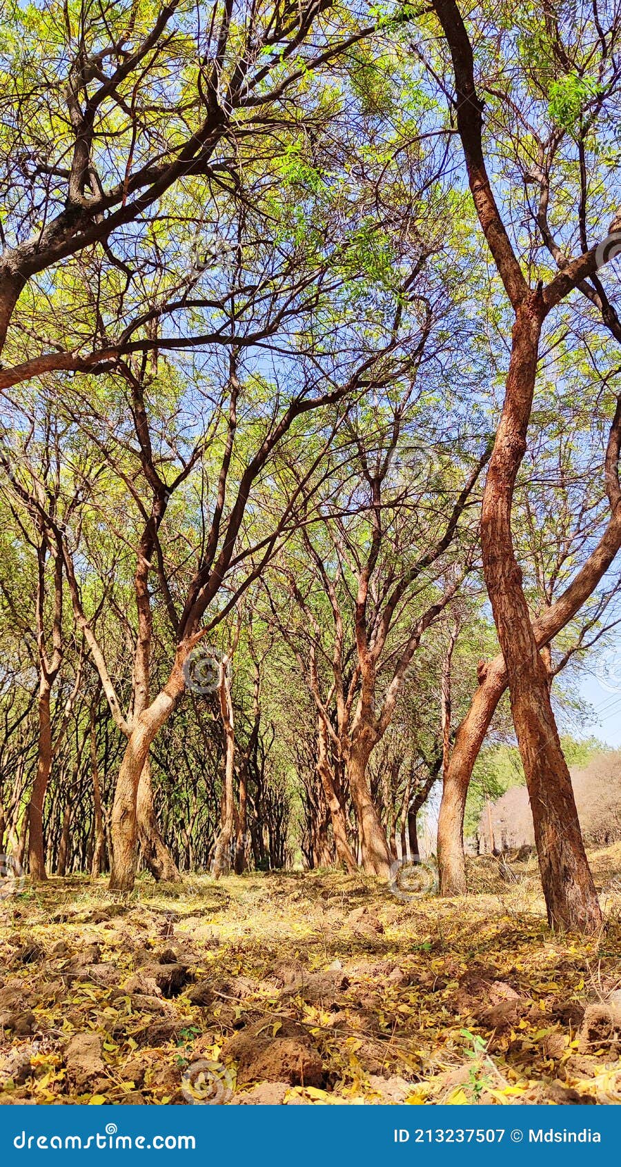 Forest of neem stock image. Image of garden, leafy, tree - 213237507