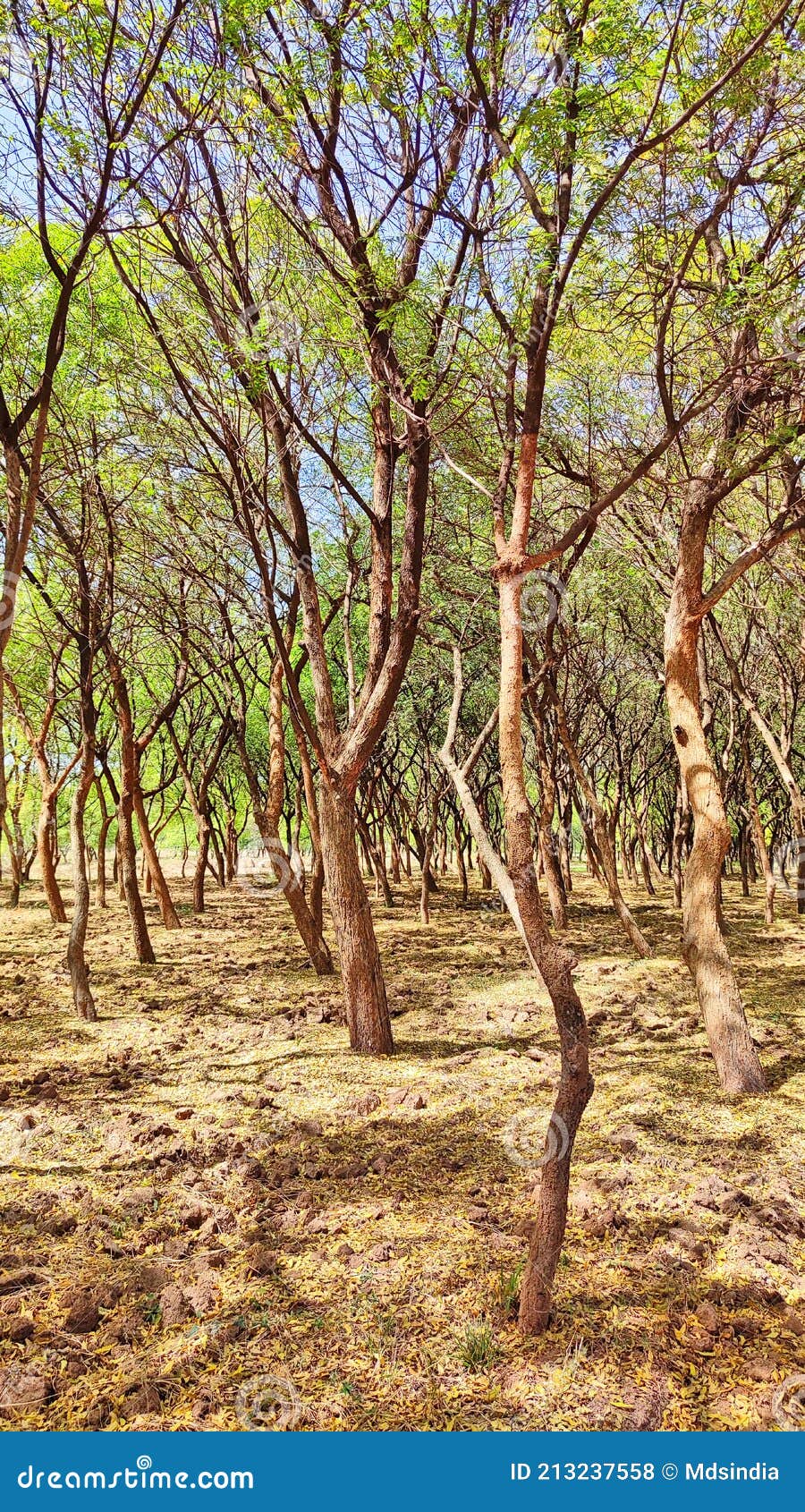 Forest of neem stock photo. Image of branch, leaves - 213237558