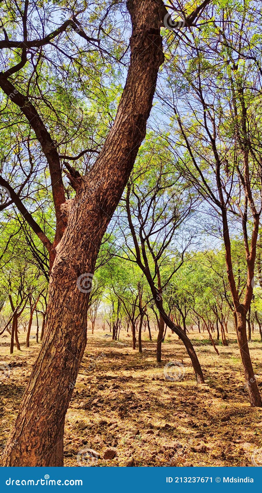 Forest of neem stock image. Image of fresh, culture - 213237671