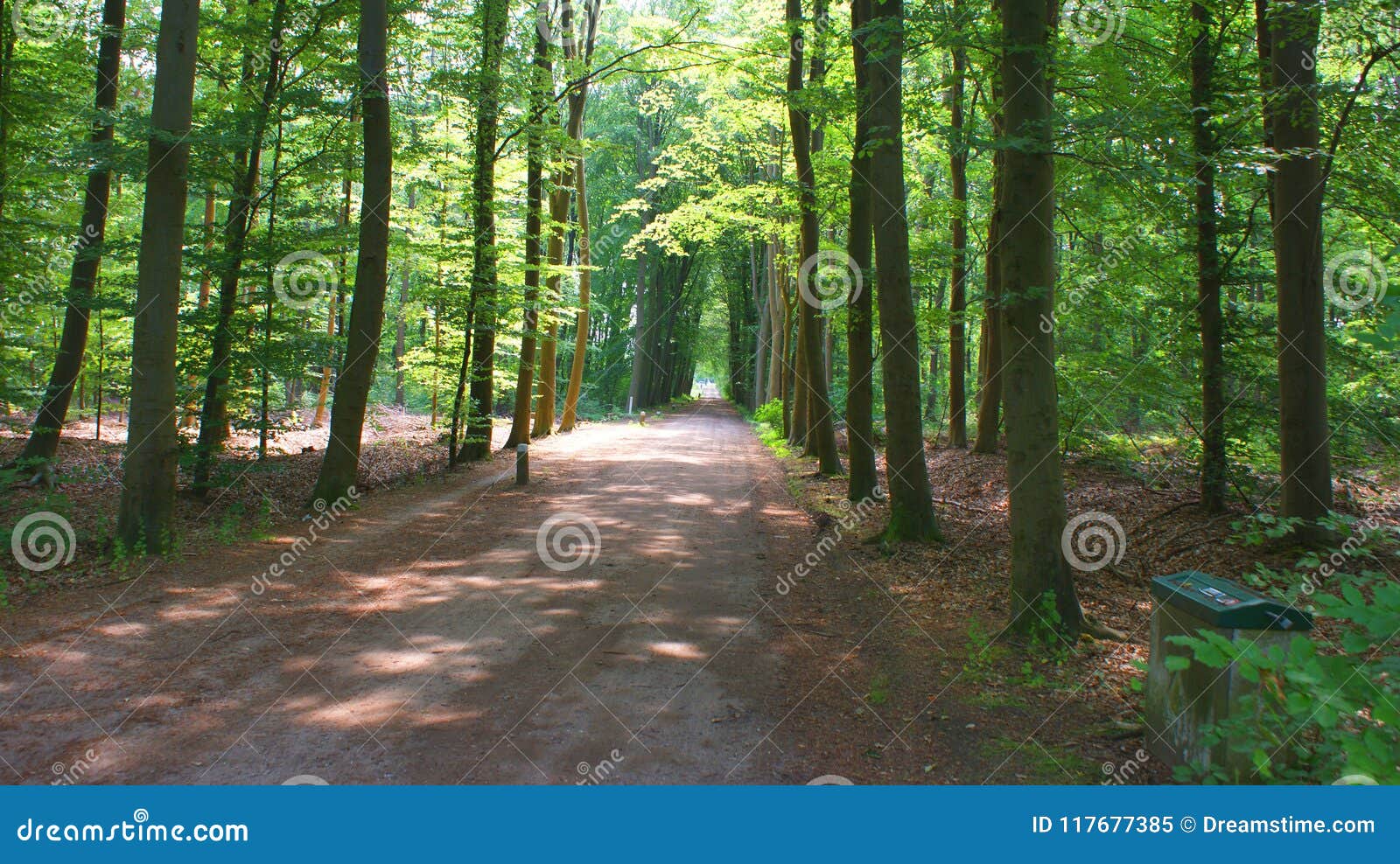 Forest in the netherlands stock image. Image of forest - 117677385