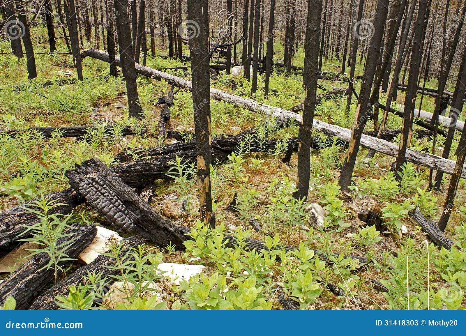 Forest New Growth stock image. Image of nature, saplings - 31418303