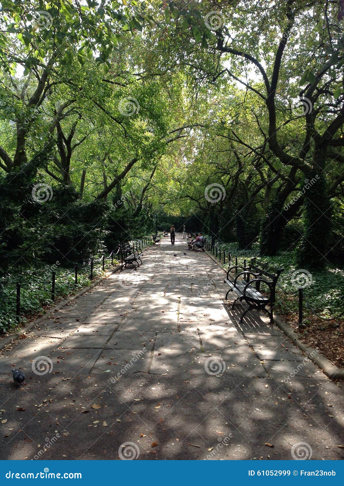 Forest stock image. Image of travel, york, manhattan - 61052999