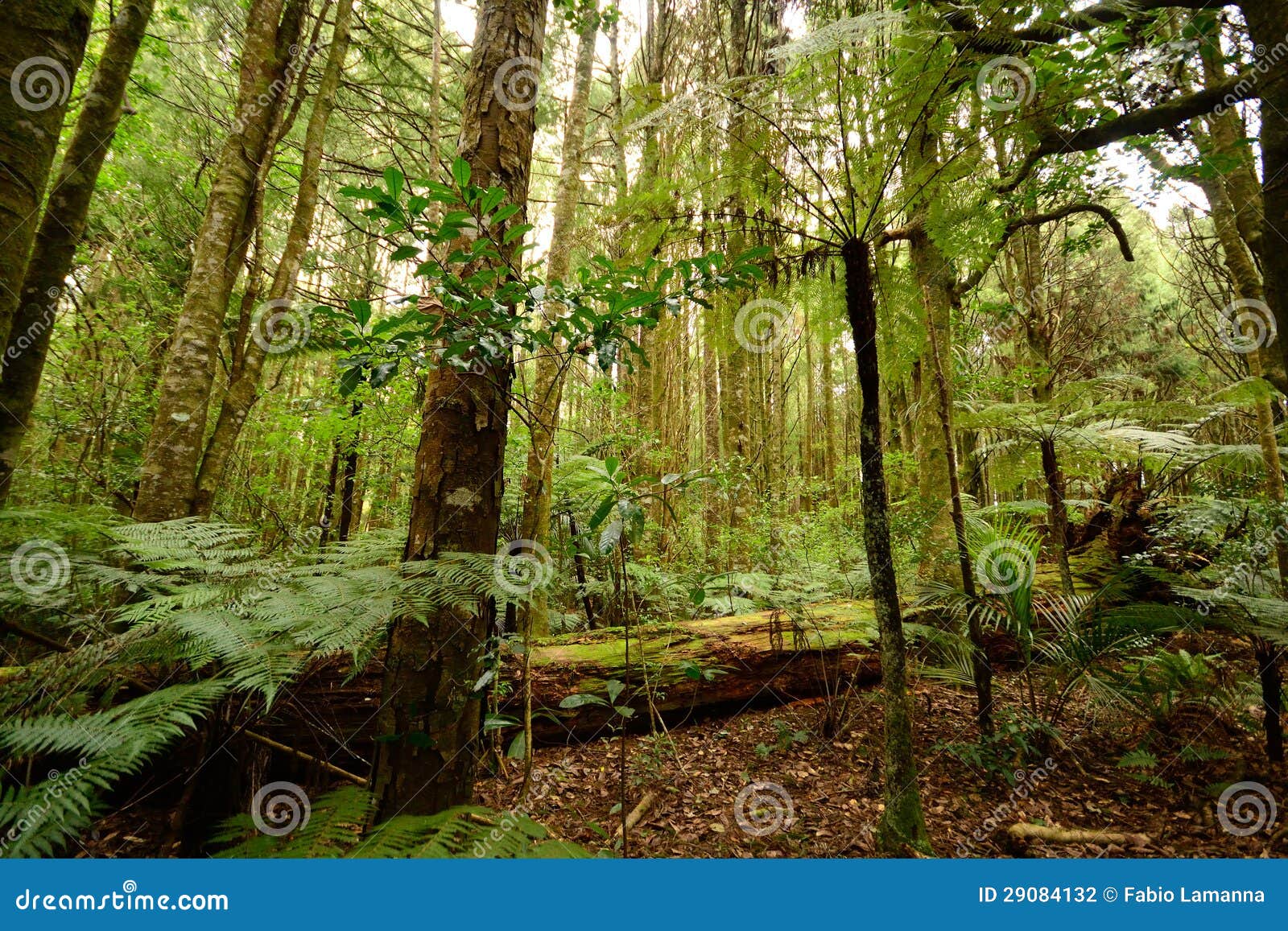 Forest, New Zealand stock photo. Image of park, kauri - 29084132