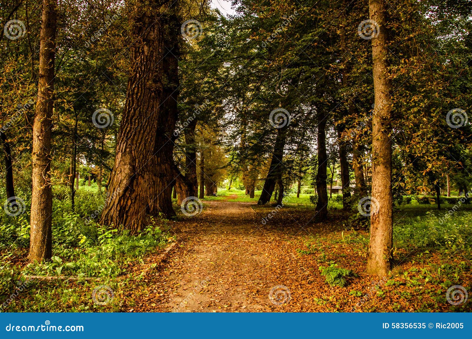 Forest stock image. Image of path, september, autumn - 58356535