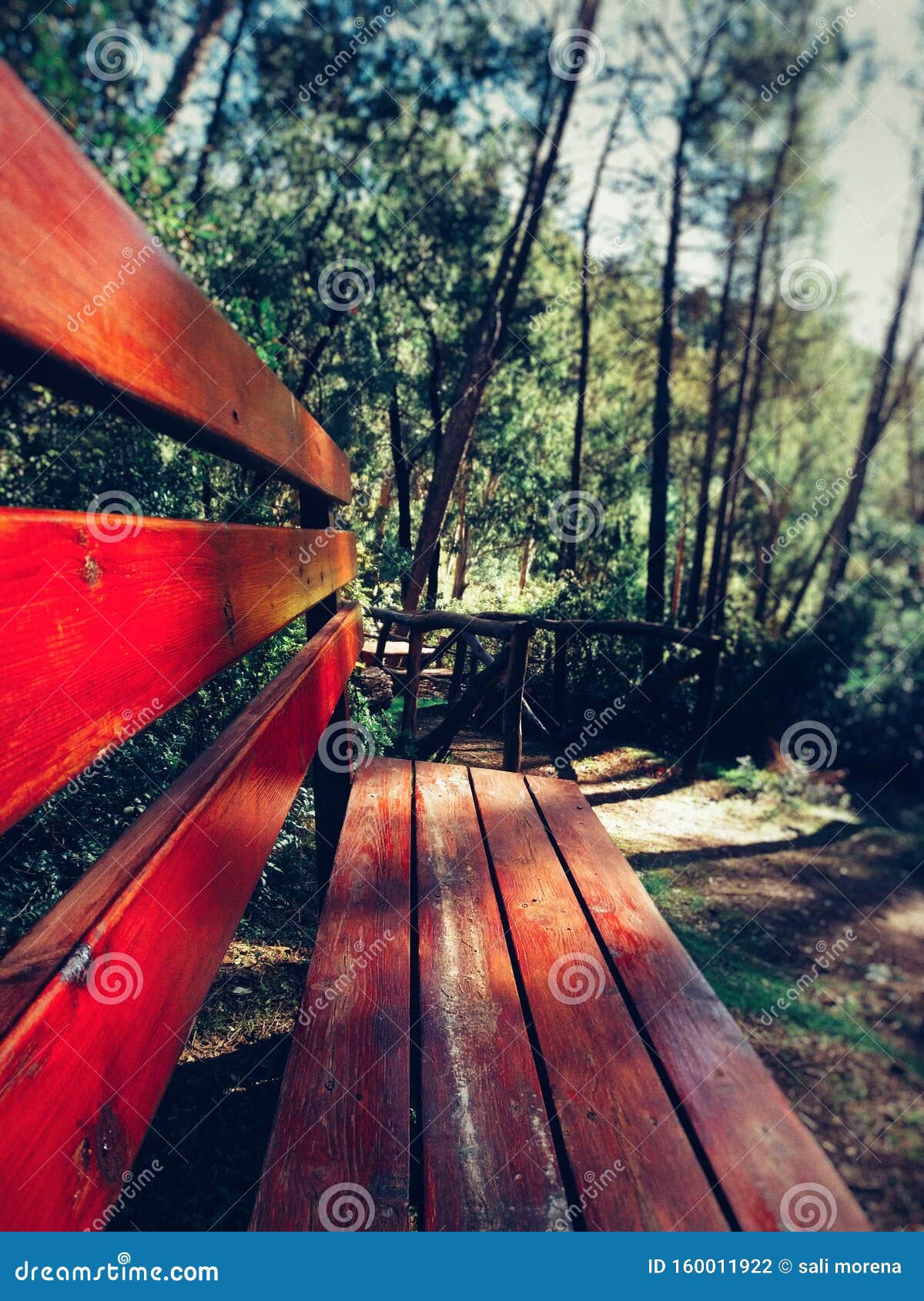 Forest stock photo. Image of forest, site, niceday, calm - 160011922