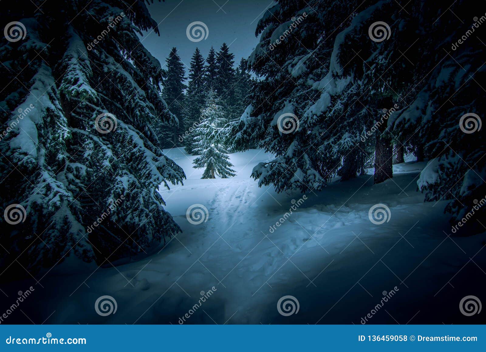 Forest at Night Coverd with Snow Stock Photo - Image of nature ...