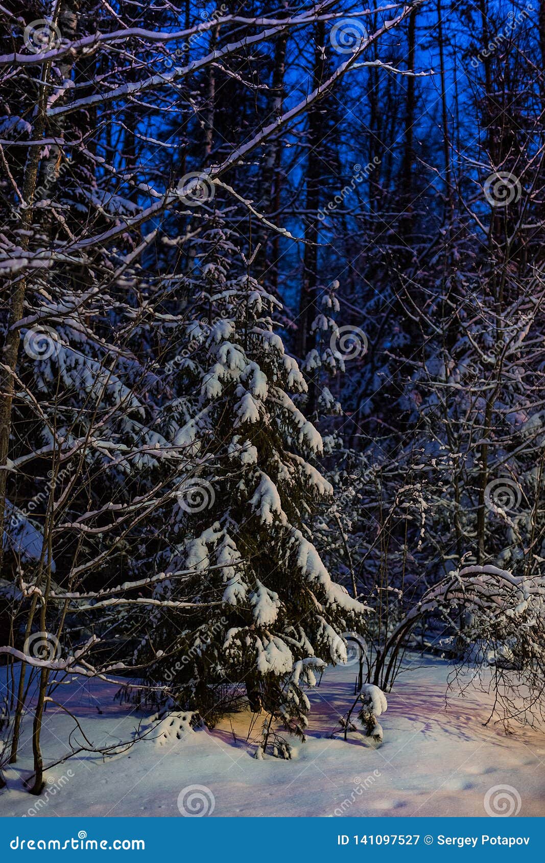 In the Forest at Night in the Winter. Stock Image - Image of leaf ...