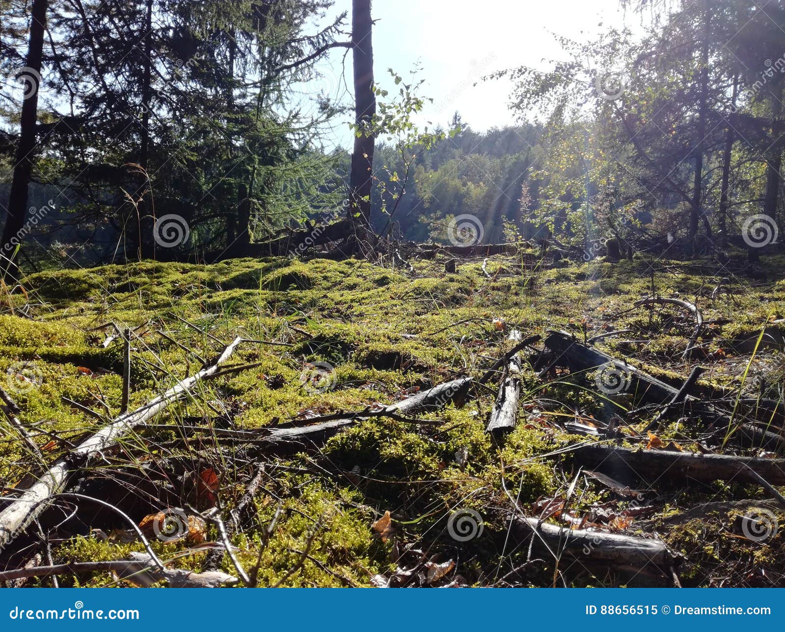 Forest in noon sunshine stock image. Image of branch - 88656515