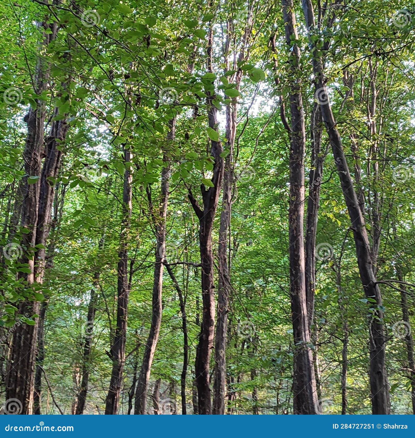 Forest of North of Iran.jungle Stock Image - Image of north, iranjungl ...