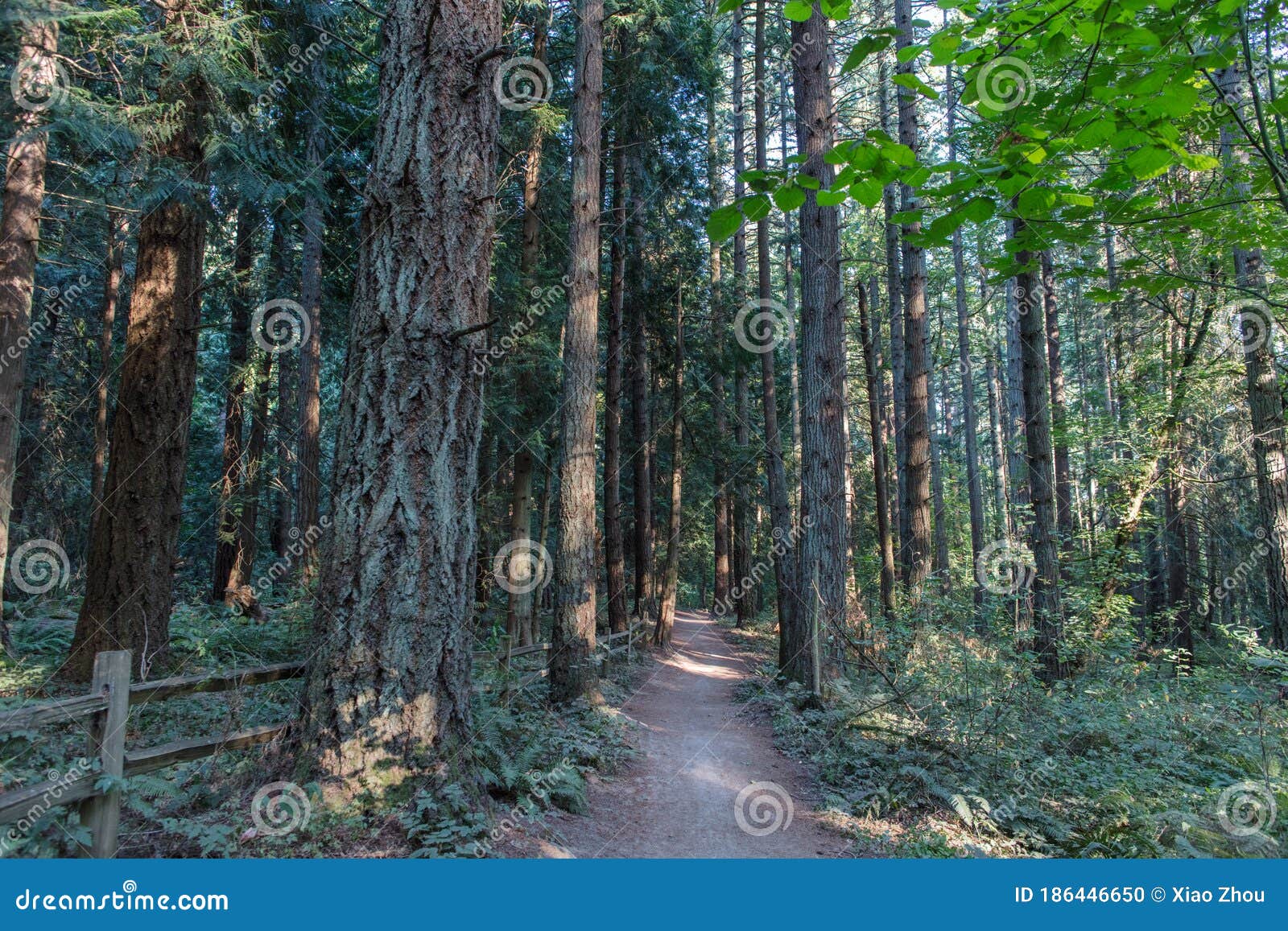 Forest of north Oregon stock photo. Image of oregon - 186446650