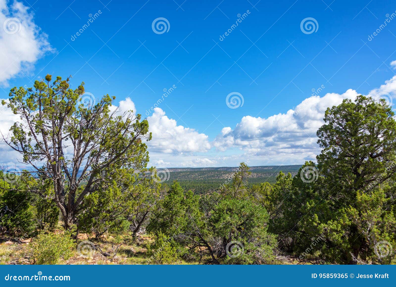 Forest in Northern Arizona stock image. Image of trees - 95859365