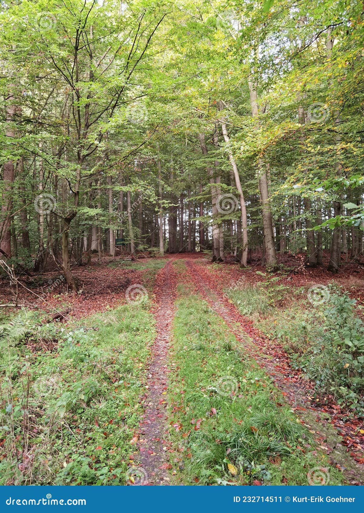 In the Forest in Northern Germany Stock Image - Image of deciduous ...
