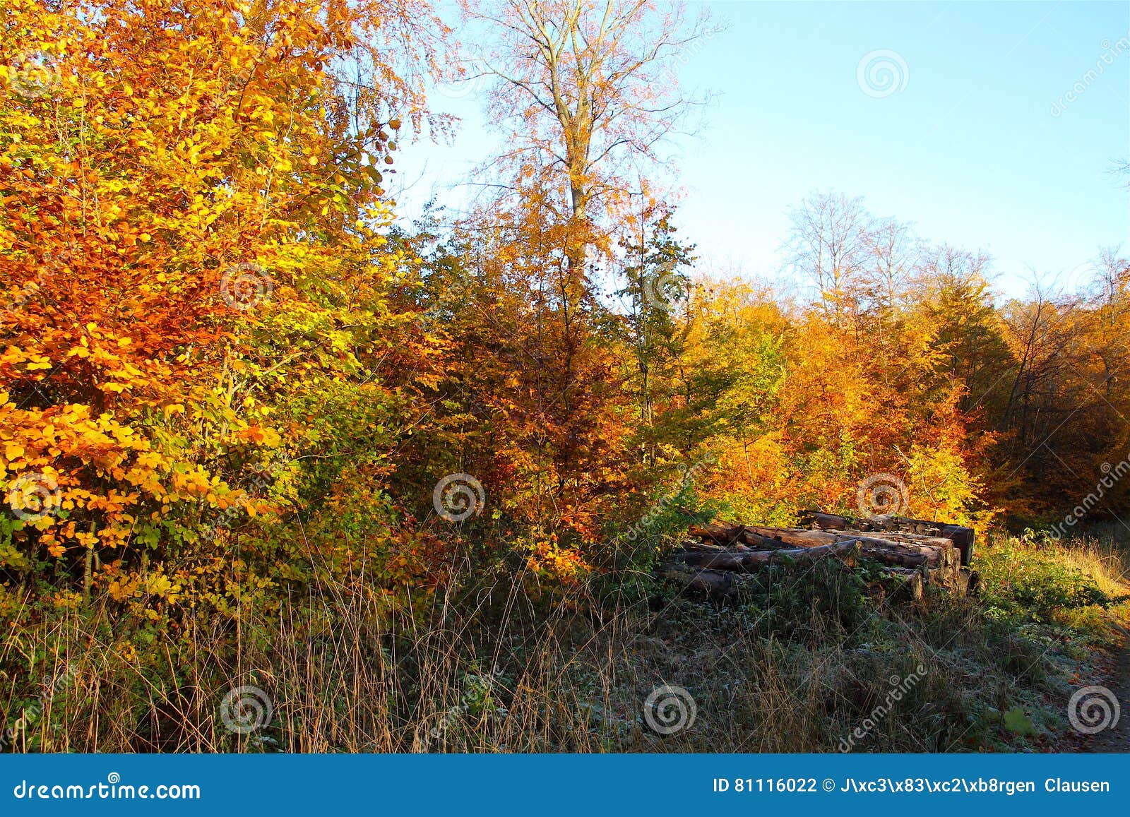 The forest in November stock photo. Image of blue, leaves - 81116022