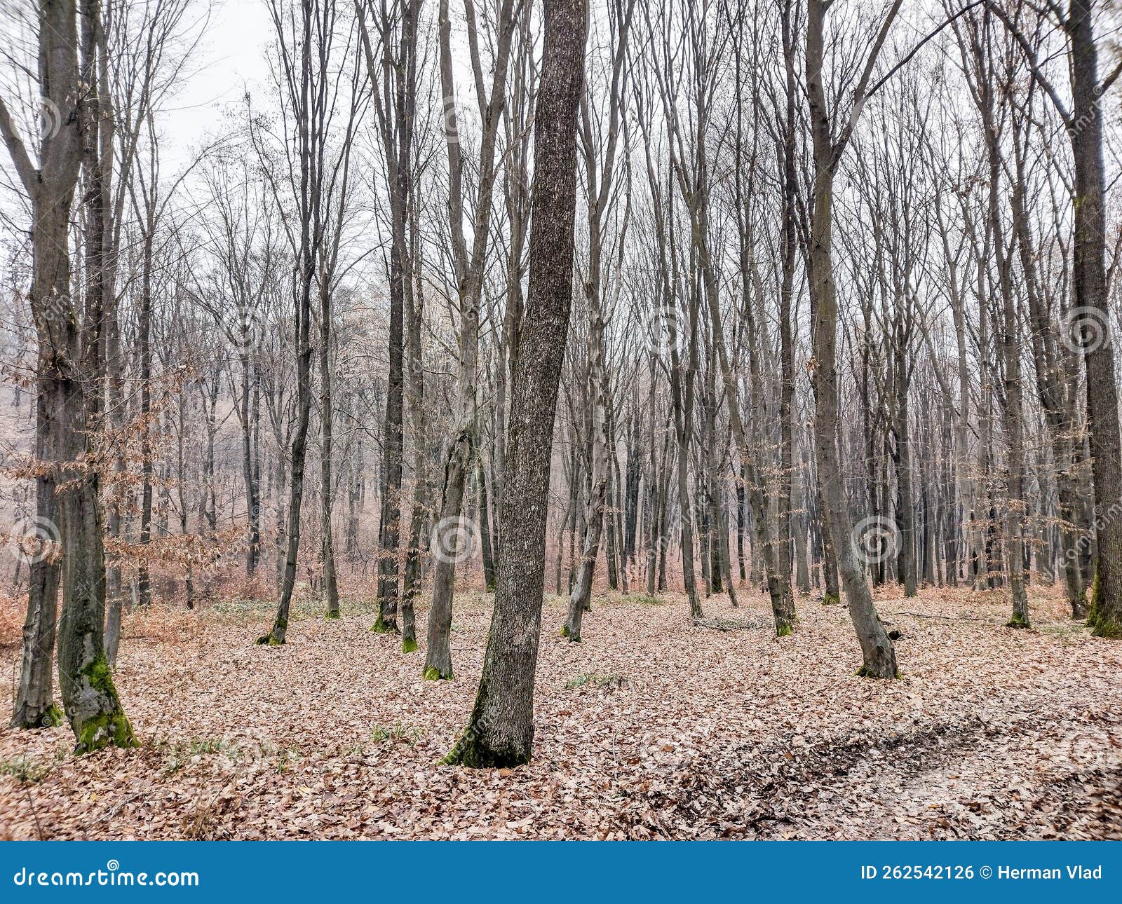 Forest in November in Maramures County, Romania Stock Photo - Image of ...
