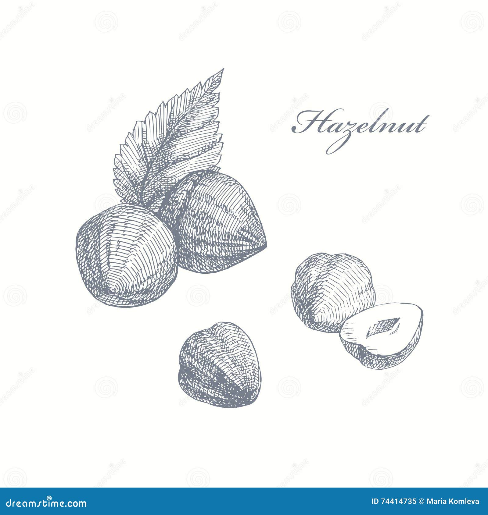 Forest Nut. Hand Drawn Illustration Stock Vector - Illustration of ...