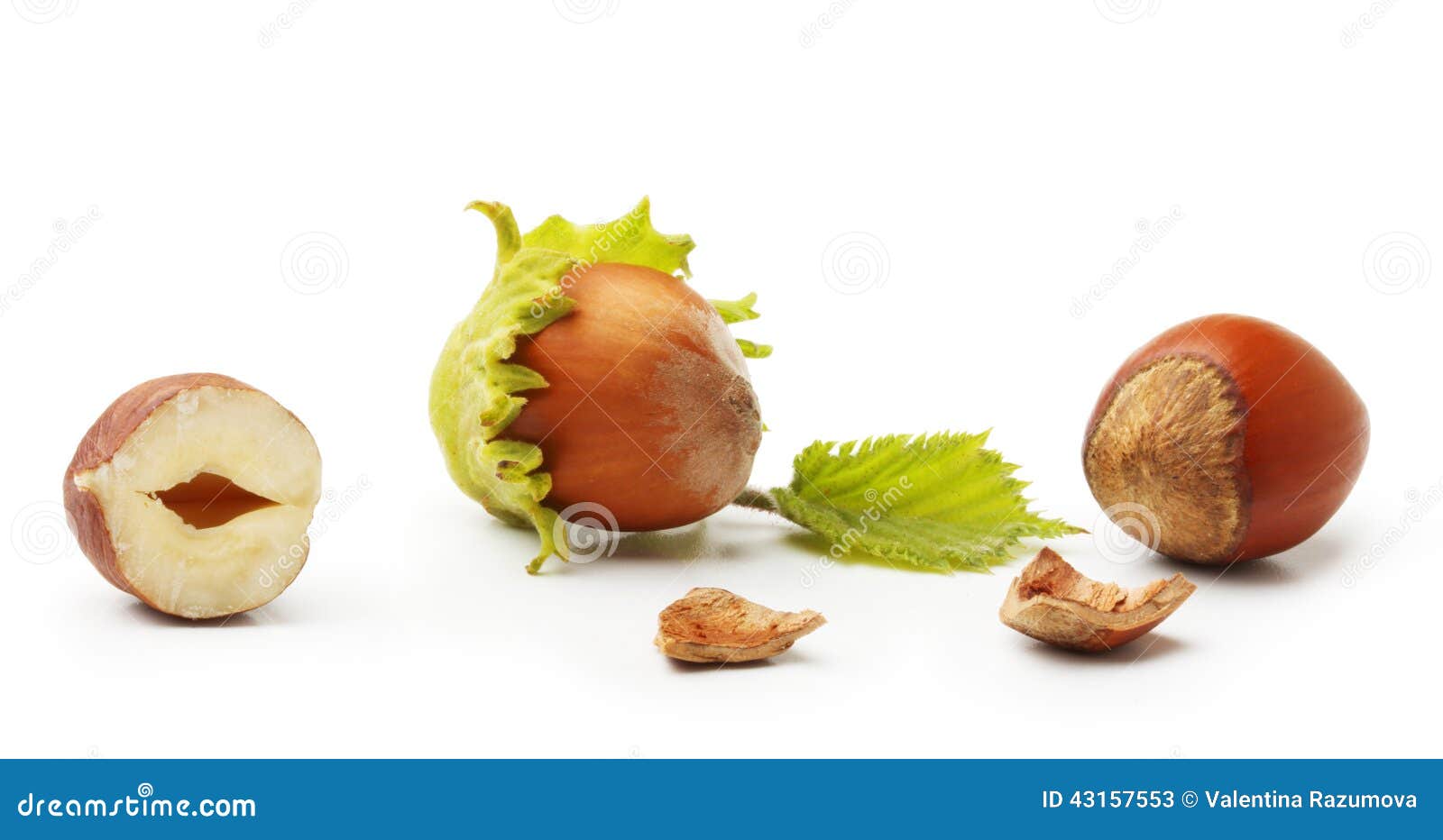 Forest nuts hazelnuts stock image. Image of food, nutty - 43157553