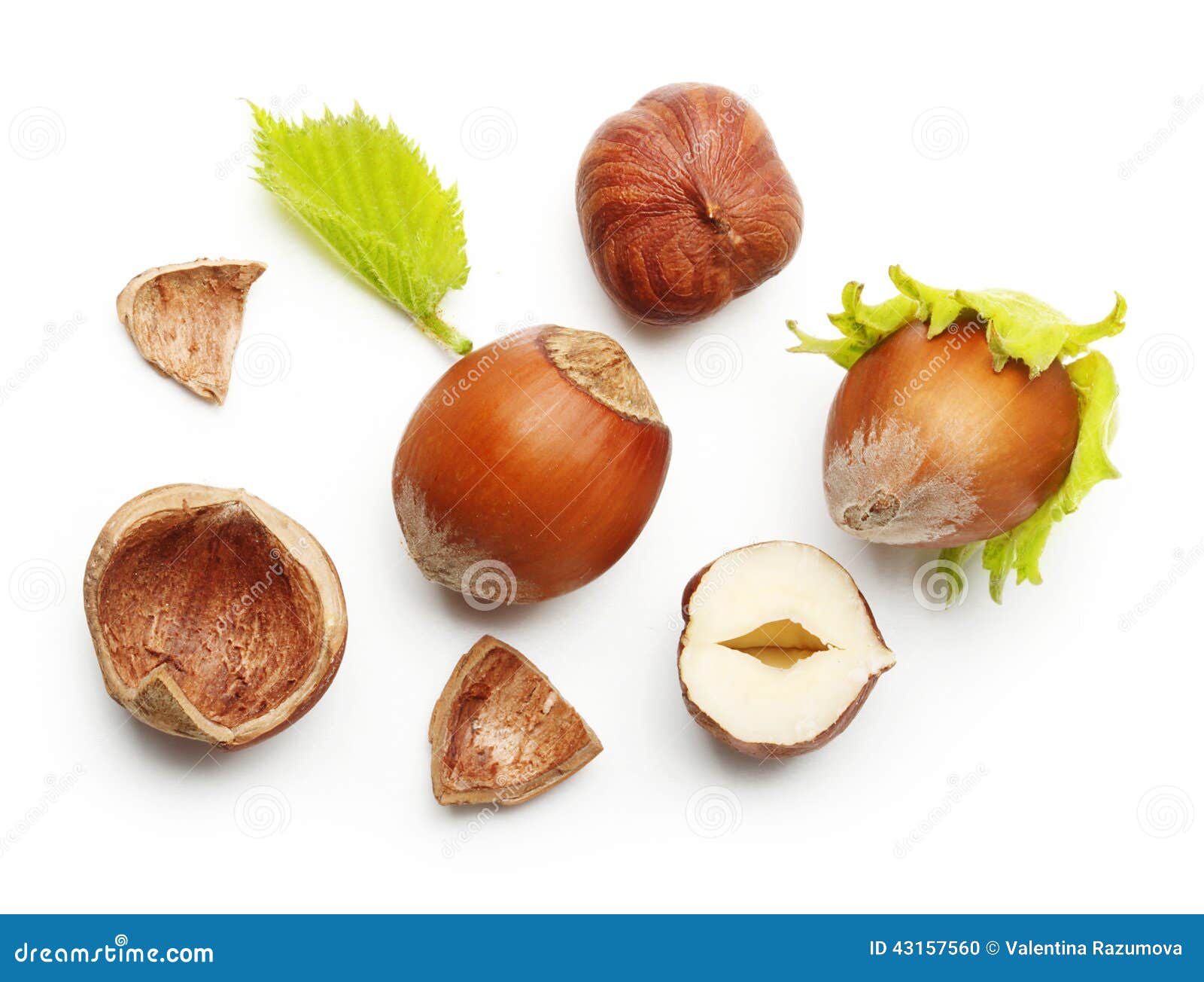 21,007 Forest Nuts Stock Photos - Free & Royalty-Free Stock Photos from ...