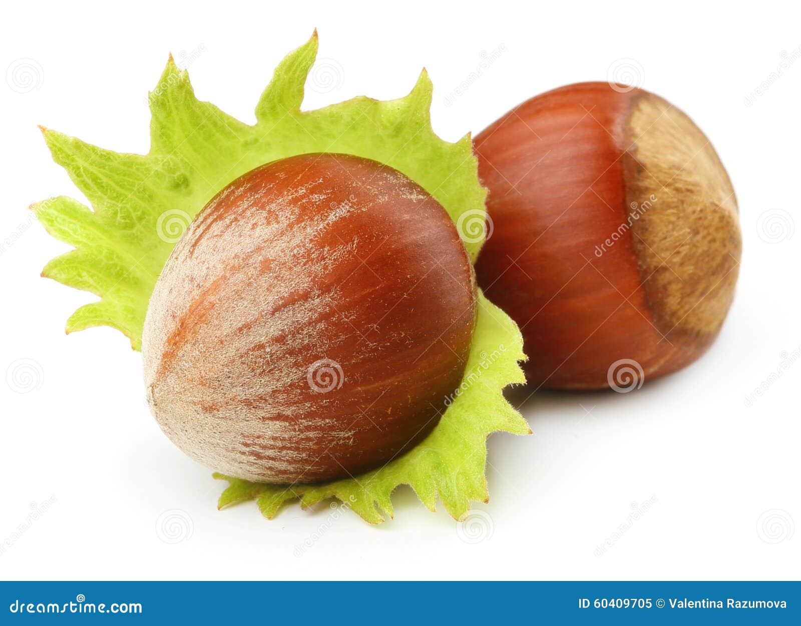 Forest nuts hazelnuts stock image. Image of eating, hazelnut - 60409705