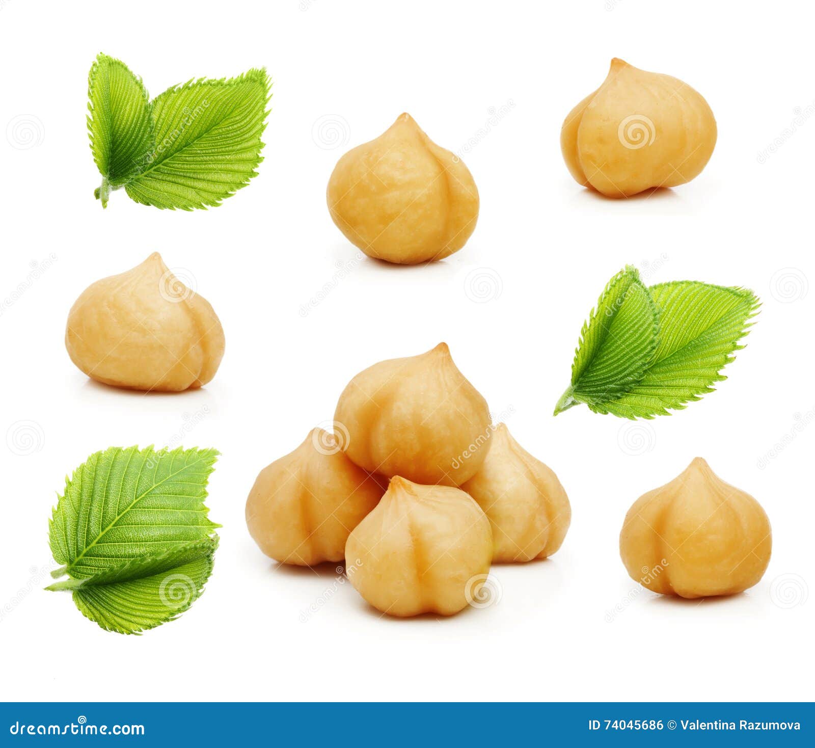 Forest Nuts Hazelnuts Isolated Stock Photo - Image of leaf, focus: 74045686