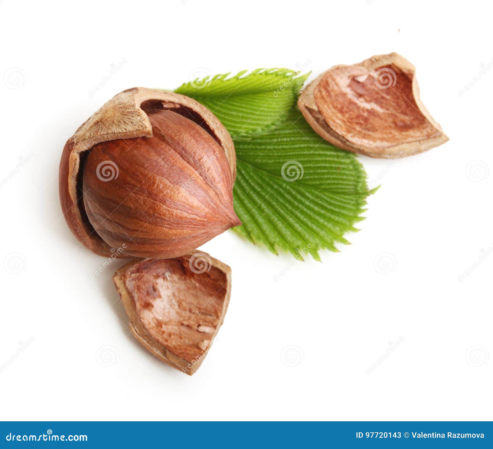 Forest Nuts Hazelnuts Isolated Stock Image - Image of nutty, color ...