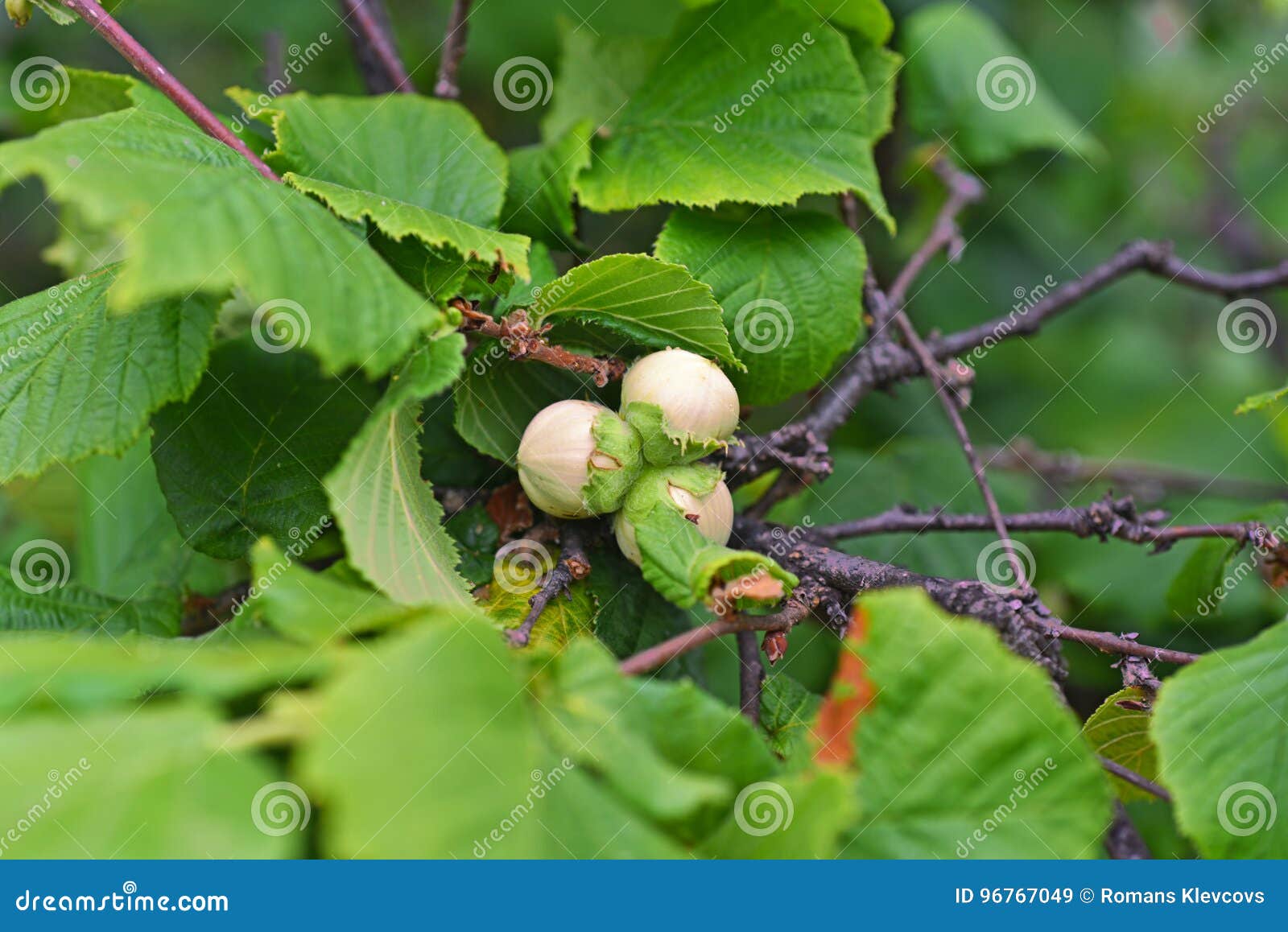 Forest Nuts in Park of Madeira Stock Image - Image of horizontal, hedge ...