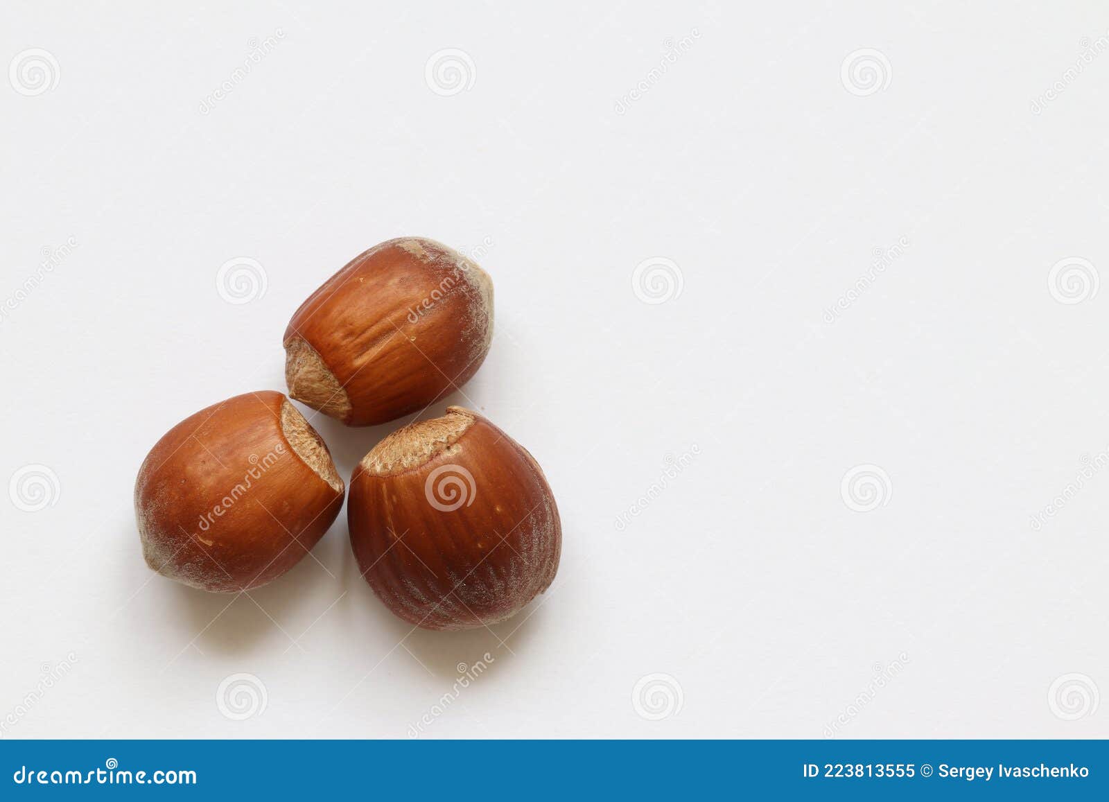 Forest nuts. stock image. Image of isolated, organic - 223813555