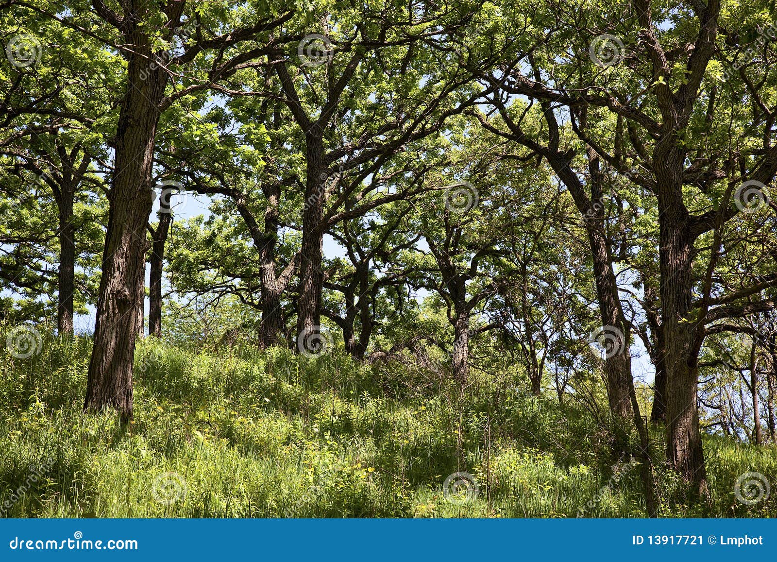 Forest of Oak Trees in Spring Stock Image - Image of beauty, maple ...